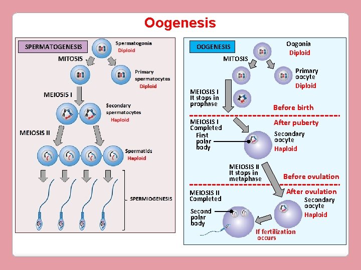 Lab 11 The Female Reproductive System The Female