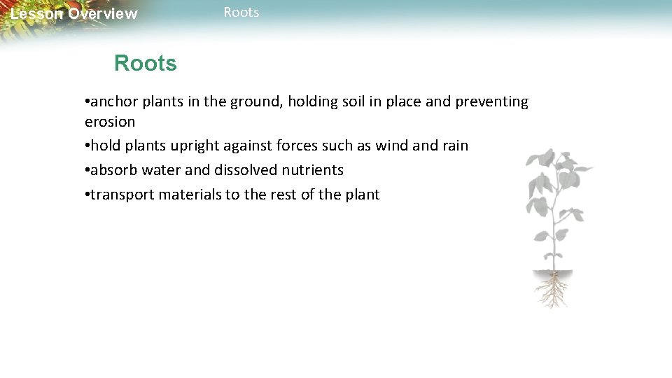 Lesson Overview Roots and Stems Lesson Overview Roots
