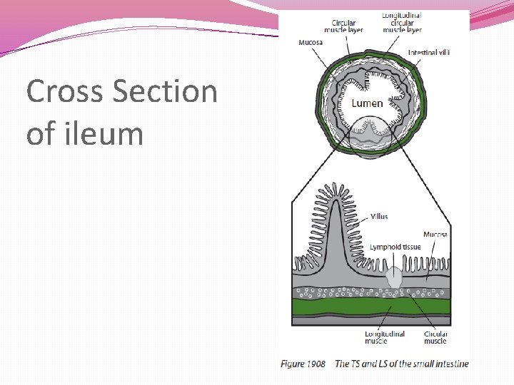 The Digestive System 6 1 Digestion Absorption D