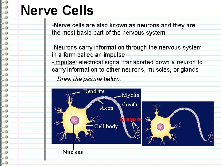 Nerve Cells Nerve cells are also known as