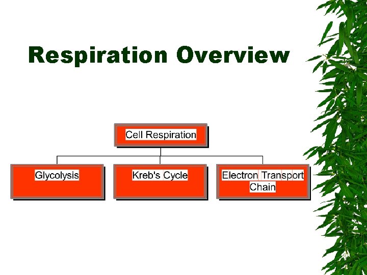 Cellular Respiration Respiration Overview Aerobic Respiration ...