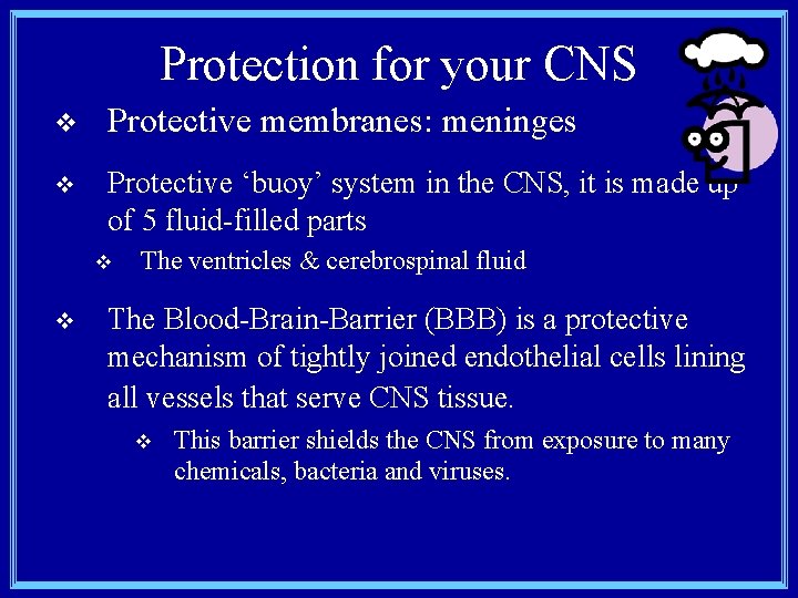 Chapter 2 Anatomy of Neurons and the Nervous
