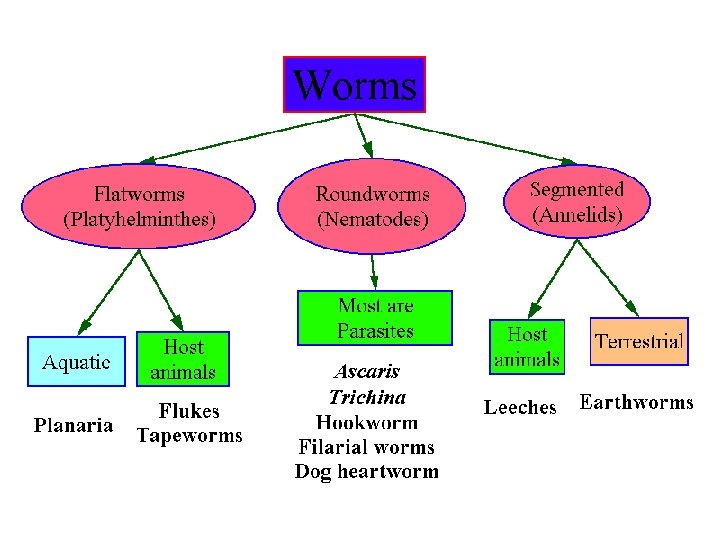 How are worms different ALL WORMS are INVERTEBRATES