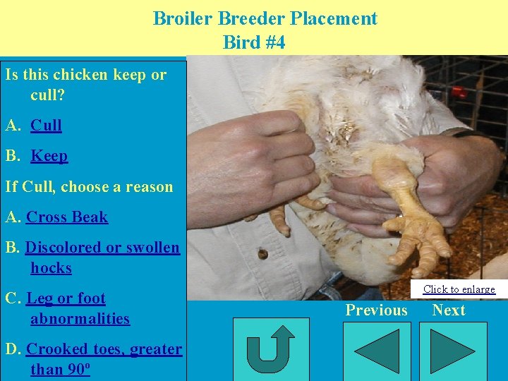 Broiler Breeder Selection Keep Cull CDE Practice Based