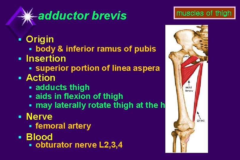 Lower limb Muscles of lower limb muscles of