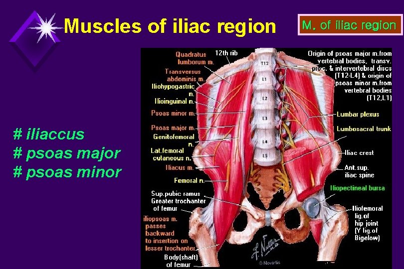Lower limb Muscles of lower limb muscles of