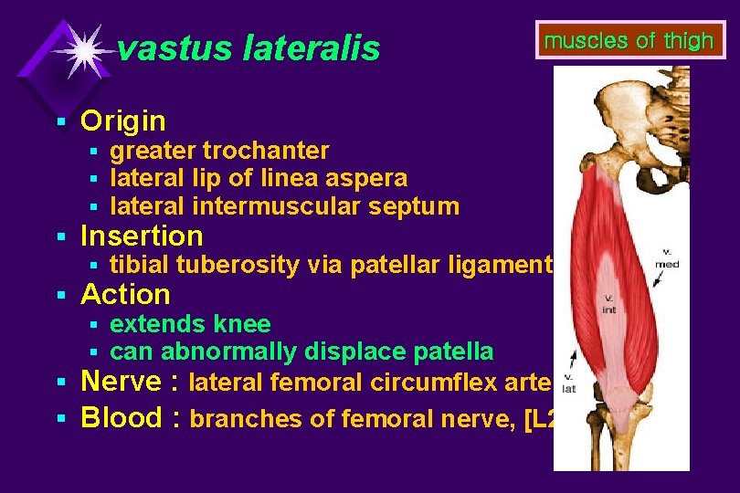 Lower limb Muscles of lower limb muscles of