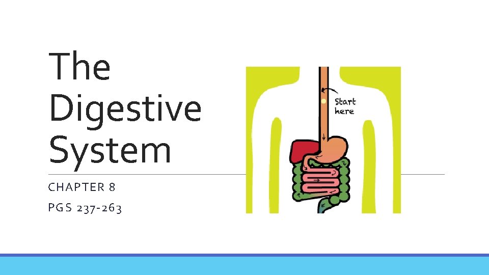 The Digestive System CHAPTER 8 PGS 237 263
