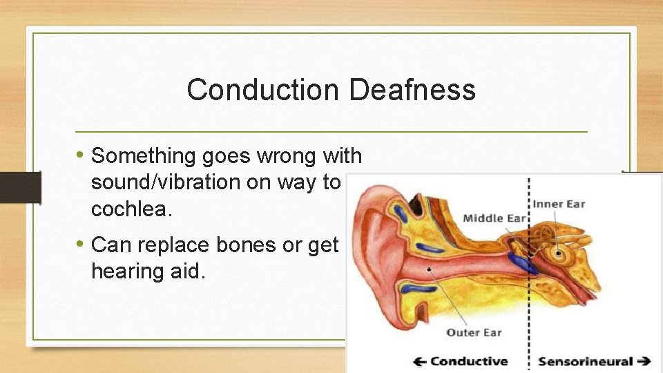 Bell Work How does transduction work for vision