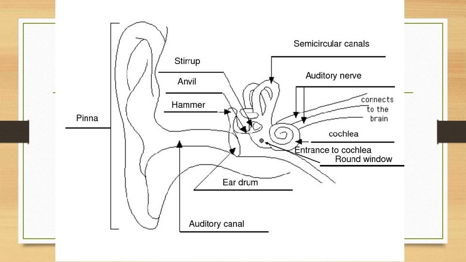 Bell Work How does transduction work for vision