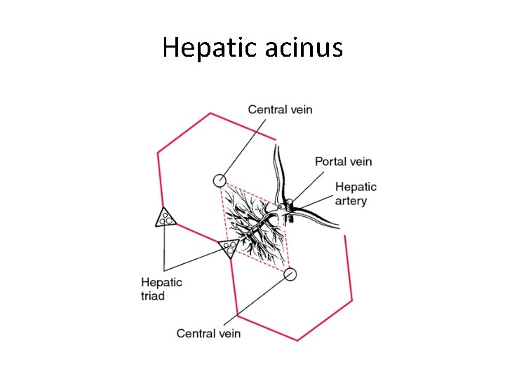 HEPATOBILIARY SURGERY LIVER K Winczakiewicz Anatomy of the