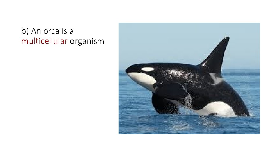 Cell Theory Workbook pg 11 Cell Theory Review