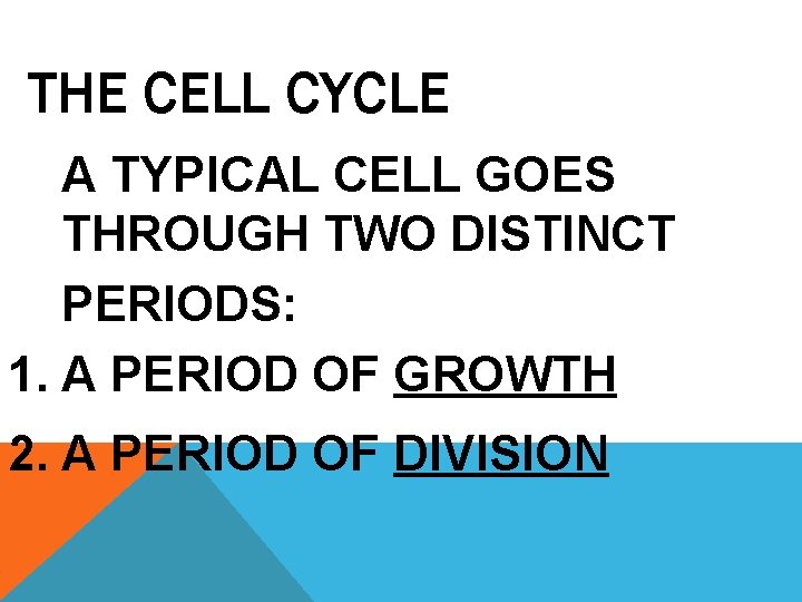 MITOSIS CELL CYCLE THE CELL CYCLE A TYPICAL