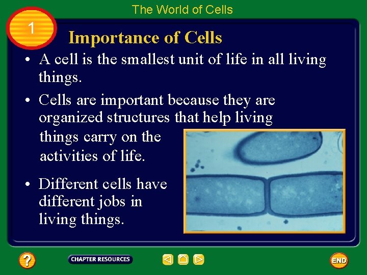 Table of Contents Chapter CellsThe Units of Life