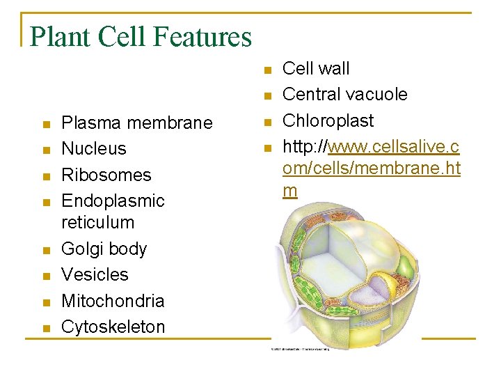 Cell Structure and Function Chapter 6 Early Discoveries