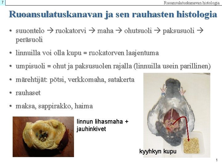 7 Ruoansulatuskanavan histologia Ruoansulatuskanavan ja sen rauhasten ...