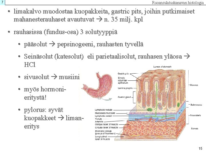 7 Ruoansulatuskanavan histologia Ruoansulatuskanavan ja sen rauhasten ...