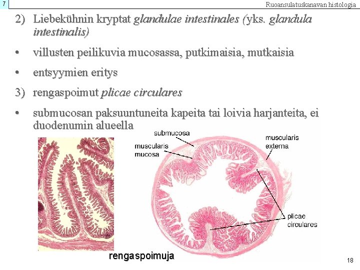 7 Ruoansulatuskanavan histologia Ruoansulatuskanavan ja sen rauhasten ...