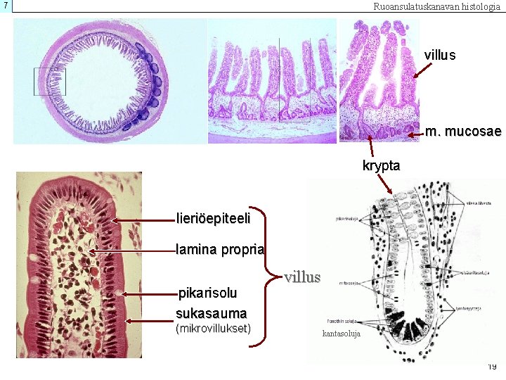 7 Ruoansulatuskanavan histologia Ruoansulatuskanavan ja sen rauhasten ...