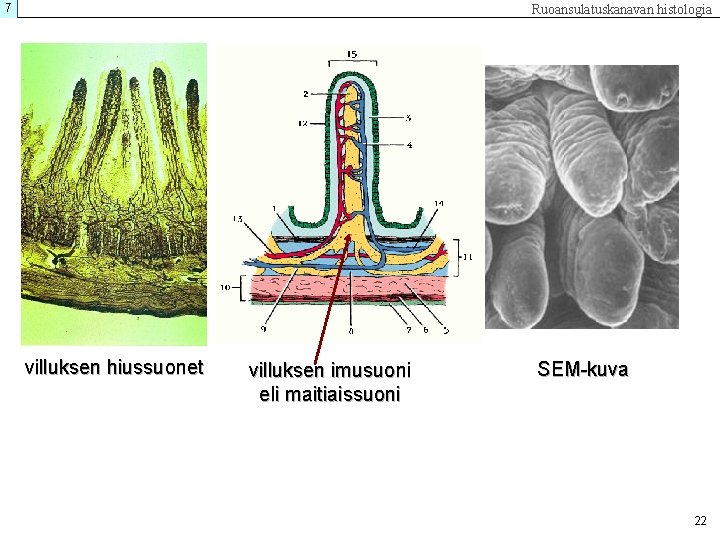 7 Ruoansulatuskanavan histologia Ruoansulatuskanavan ja sen rauhasten ...