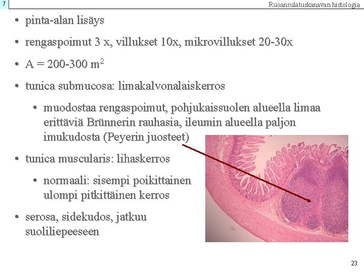 7 Ruoansulatuskanavan histologia Ruoansulatuskanavan ja sen rauhasten ...