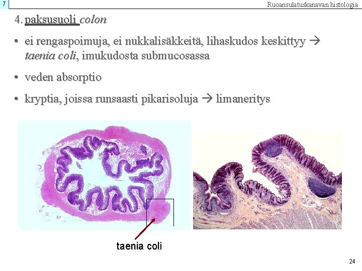 7 Ruoansulatuskanavan histologia Ruoansulatuskanavan ja sen rauhasten ...