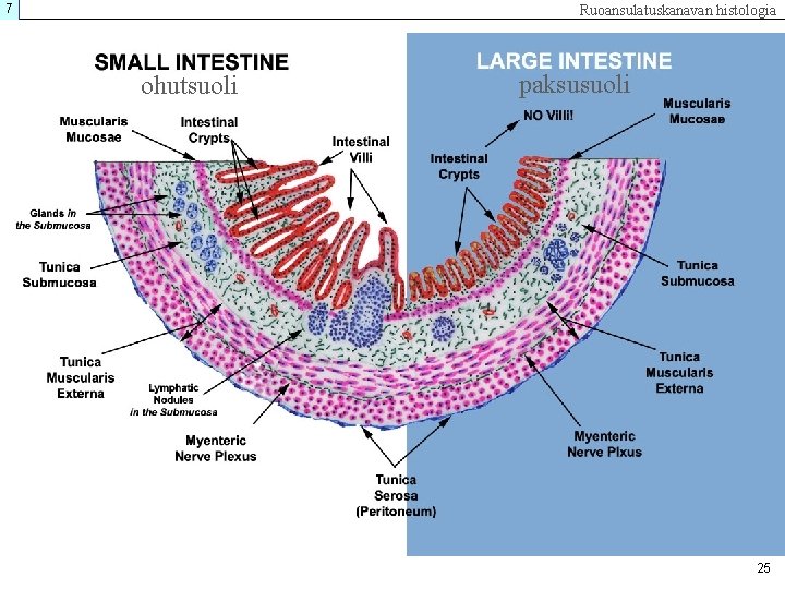 7 Ruoansulatuskanavan histologia Ruoansulatuskanavan ja sen rauhasten ...