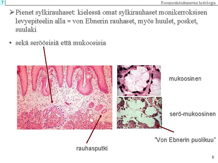 7 Ruoansulatuskanavan histologia Ruoansulatuskanavan ja sen rauhasten ...