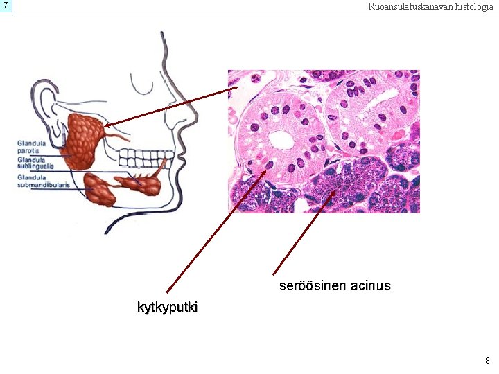 7 Ruoansulatuskanavan histologia Ruoansulatuskanavan ja sen rauhasten ...