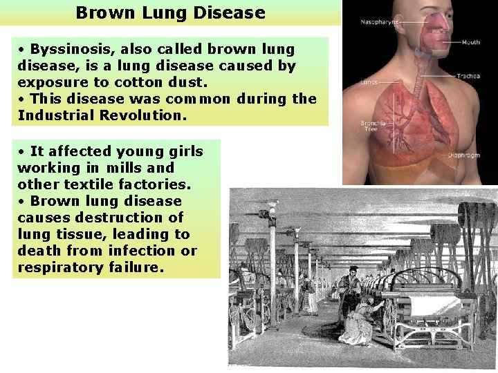 Daily Life During the Industrial Revolution The Factory