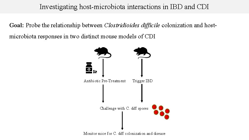 Investigating hostmicrobiota interactions in IBD and CDI James