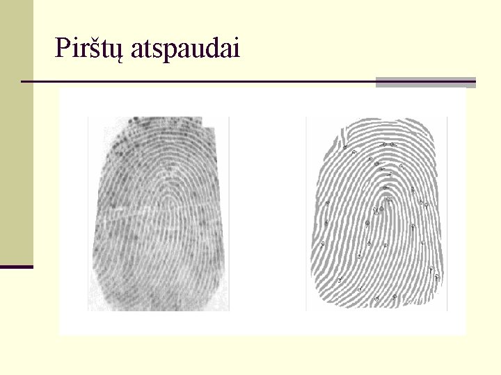 Antra paskaita Paruo N Sarafinien Atakos anatomija Bandymas