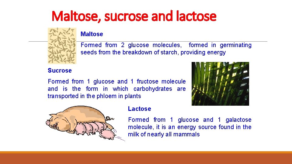 1 3 Carbohydrates Disaccharides SECTION 1 BIOLOGICAL MOLECULES