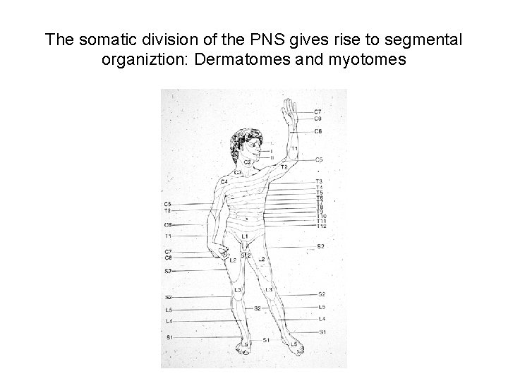 What is the Brain Billions of nerve cells