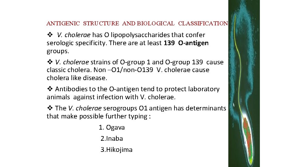 CHOLERA MORPHOLOGY AND IDENTIFICATION v Vibrio cholerae comma