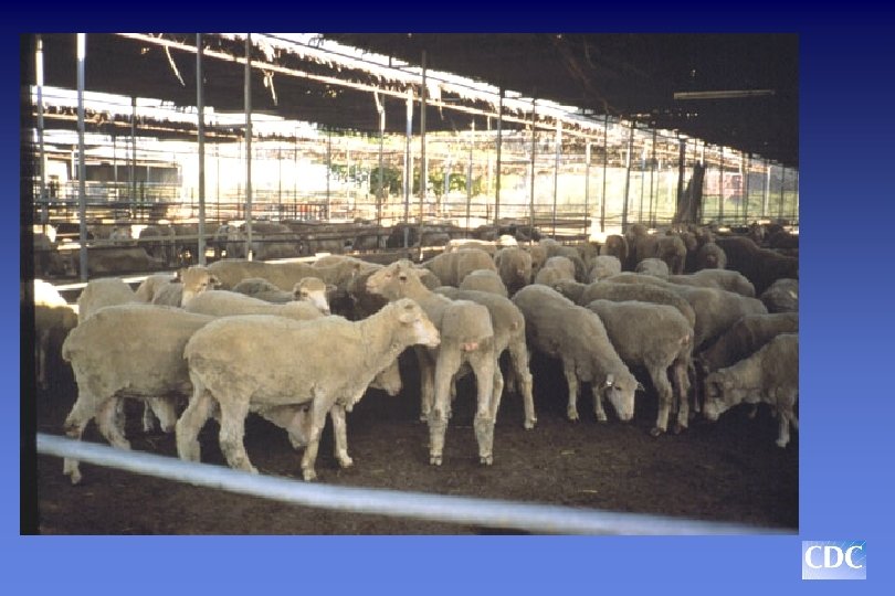 Viral Hemorrhagic Fevers Michael Bell MD Special Pathogens