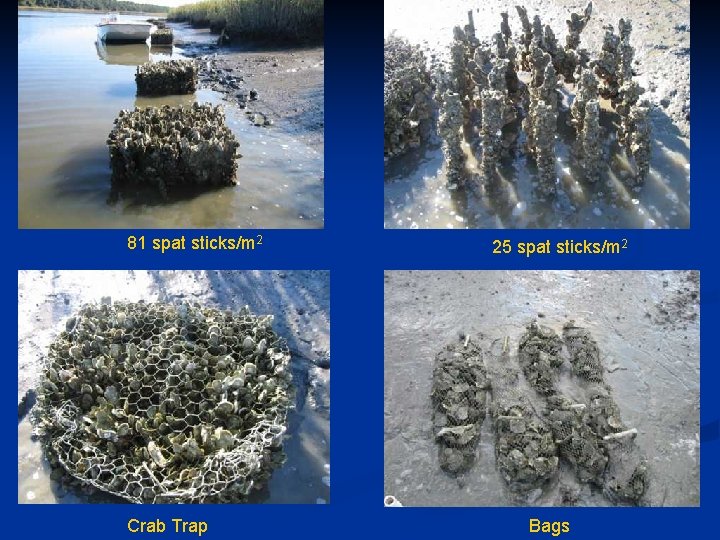 Assessment of Cultch Materials for Oyster Habitat Restoration