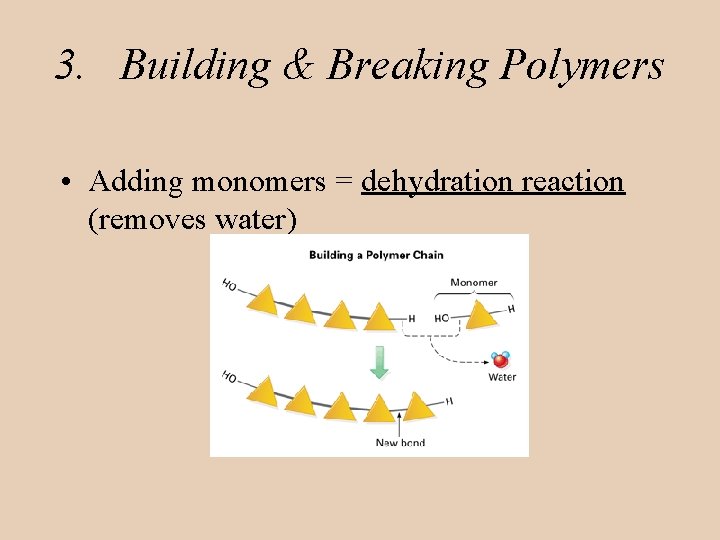 CH 5 5 1 Carbon is the main