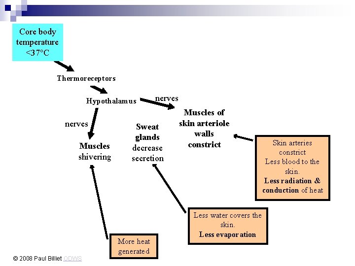 THERMOREGULATION Control of body temperature 2008 Paul Billiet