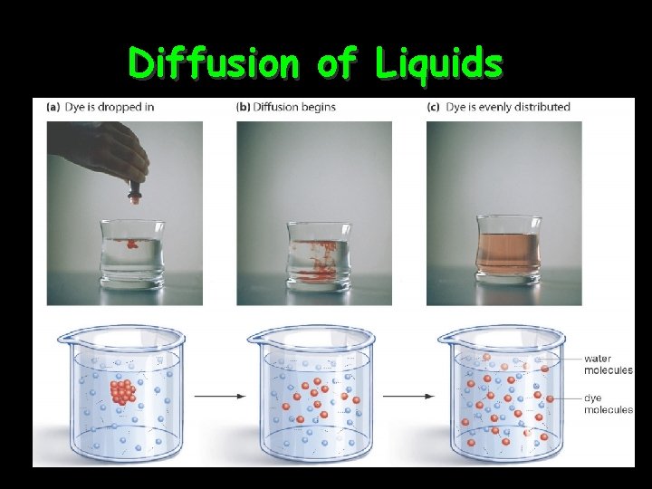The Plasma Membrane Gateway to the Cell 1