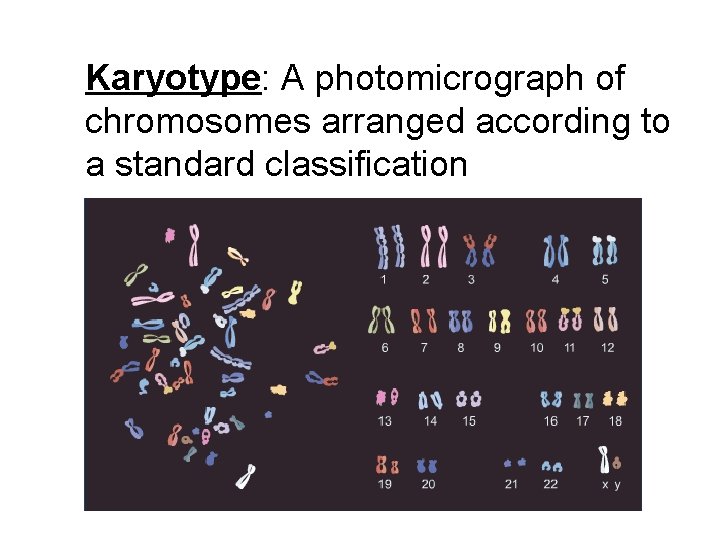 Unit 2 AOS 2 KK 2 Chromosomes Karyotypes