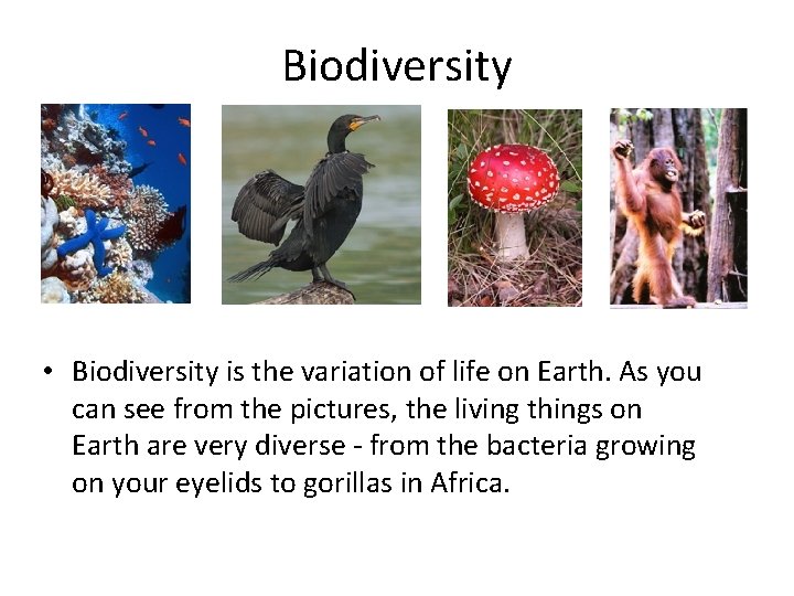 The Six Kingdoms Biodiversity Biodiversity is the variation
