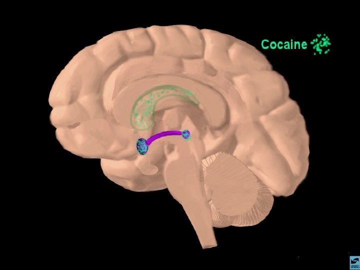 Droghe e Cervello Guido Fumagalli Ordinario di Farmacologia