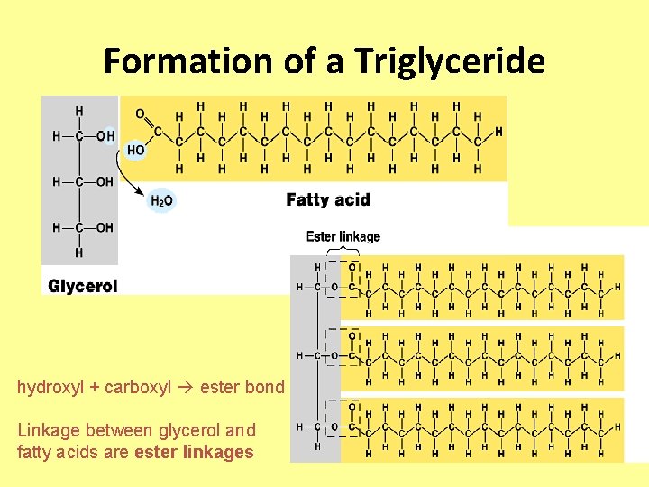 Chemical Reactions Chemical Bonds Covalent Bonds Sharing of