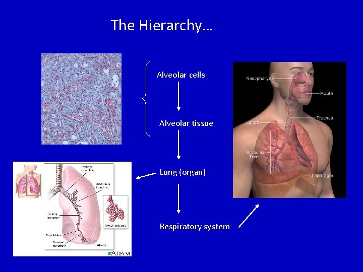The Hierarchy Alveolar cells Alveolar tissue Lung organ