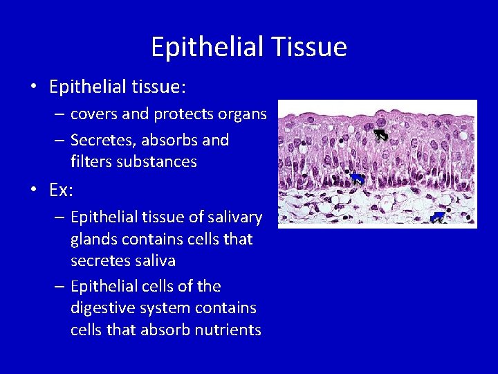 The Hierarchy Alveolar cells Alveolar tissue Lung organ