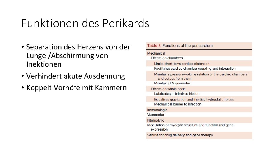 Perikard Anatomie des Herzbeutels Cavum pericardiale Perikard Lamina