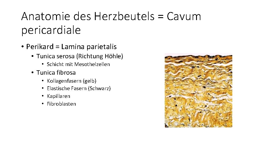 Perikard Anatomie des Herzbeutels Cavum pericardiale Perikard Lamina
