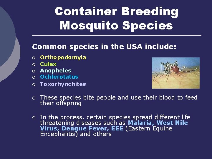 Background information and instructions Different Types of Mosquitoes
