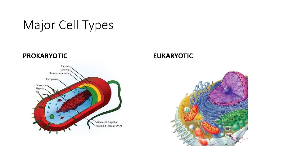 Cell Structure and Function NC Essential Standards Structure